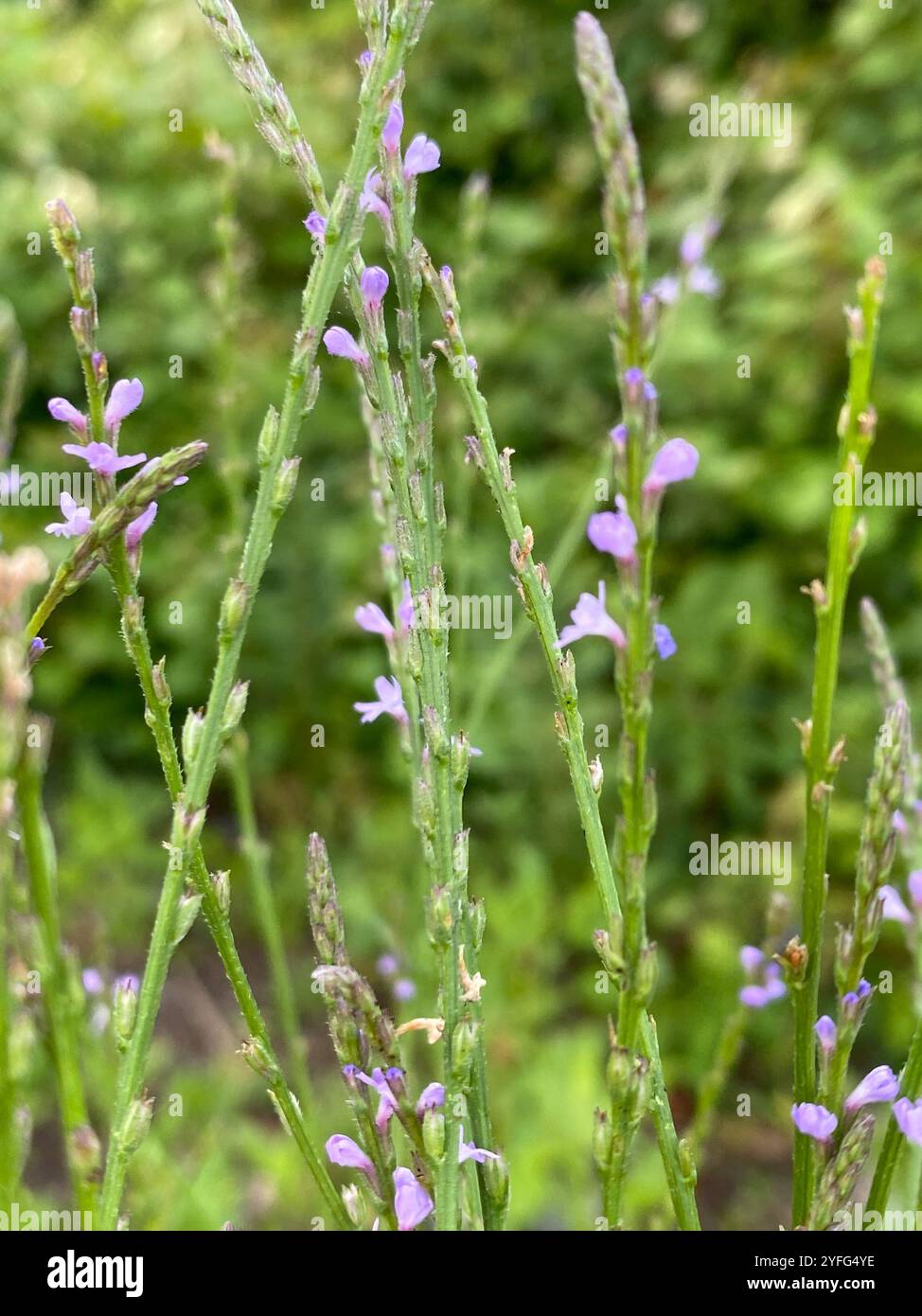 Texas vervain (Verbena halei Stock Photo - Alamy