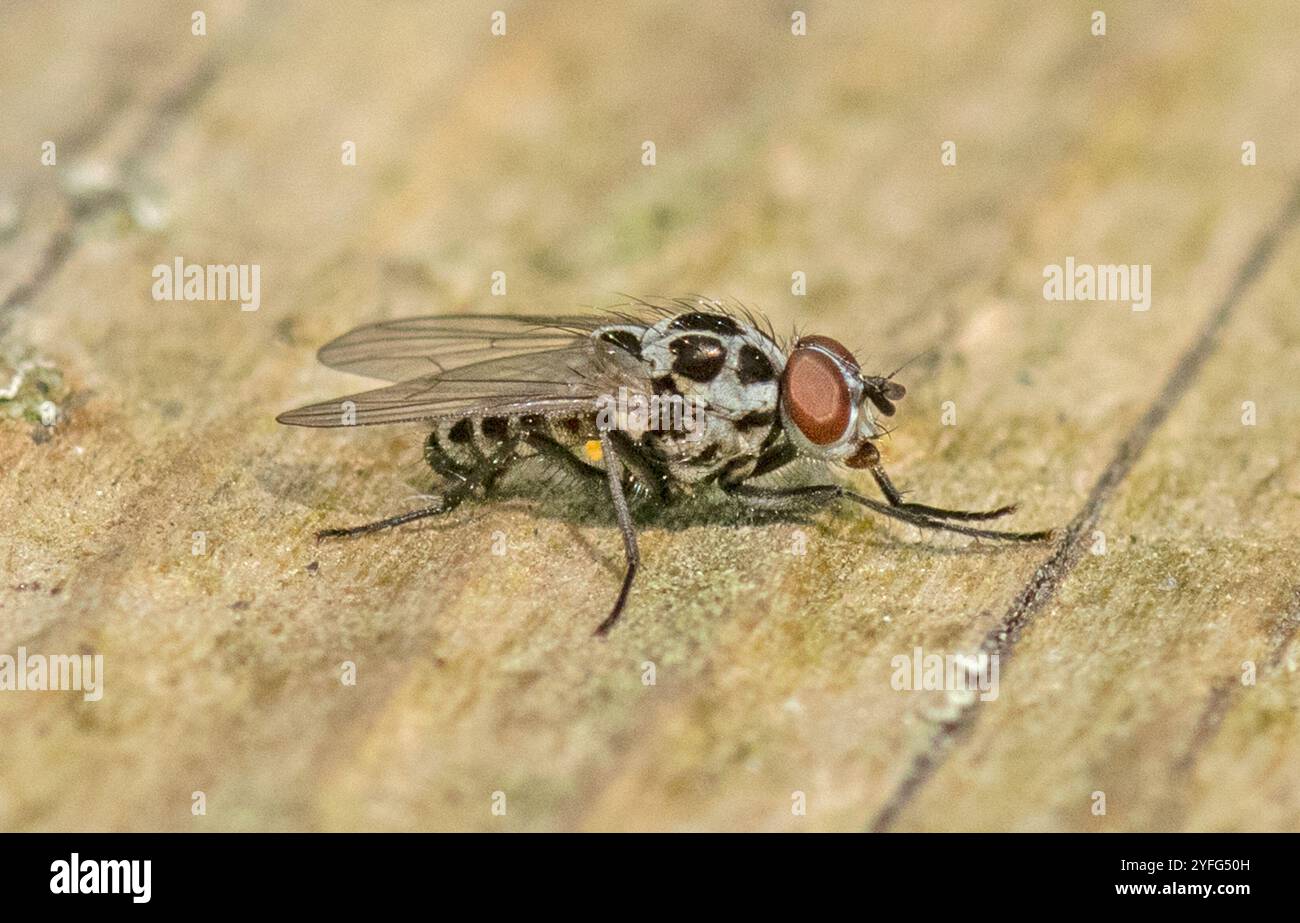 Anthomyia pluvialis hi-res stock photography and images - Alamy