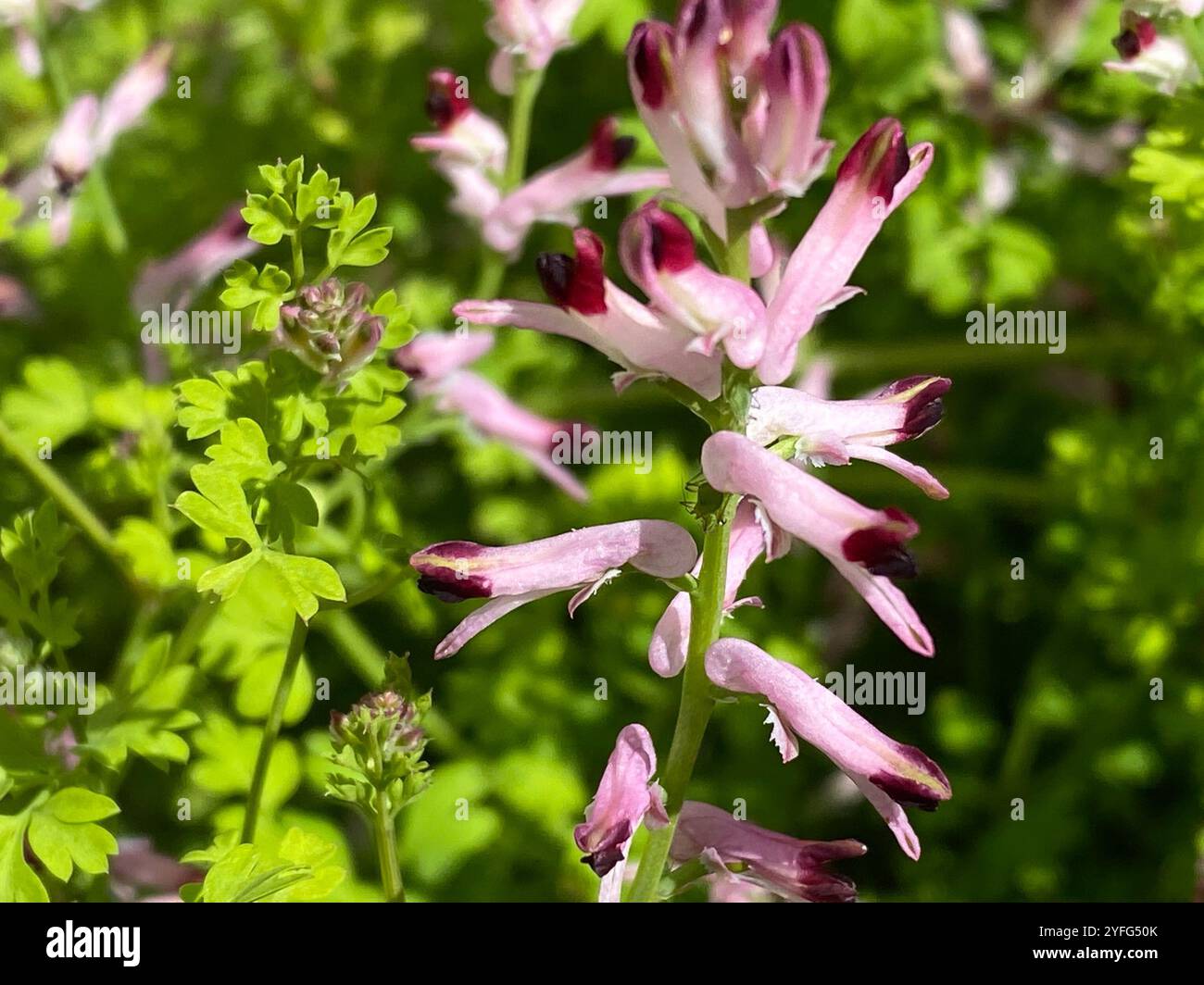 Common ramping fumitory hi-res stock photography and images - Alamy