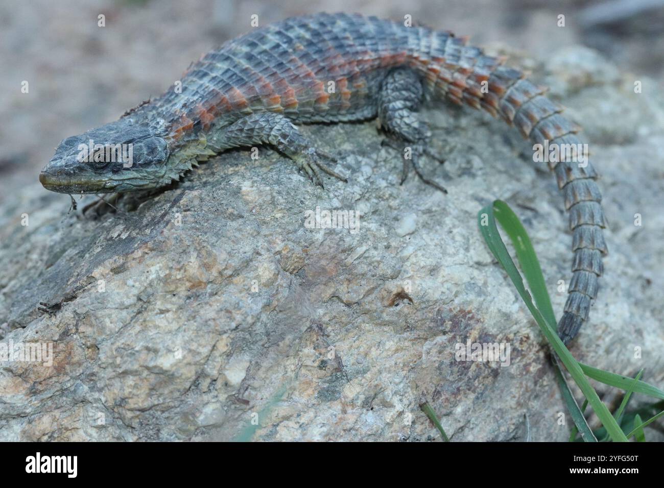 Cape Girdled Lizard (Cordylus cordylus Stock Photo - Alamy