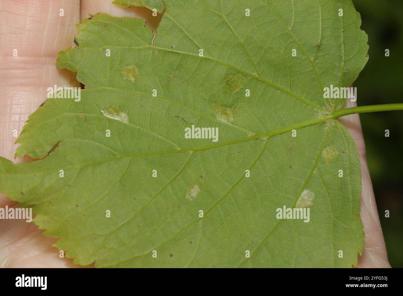 Lime felt gall mite hi-res stock photography and images - Alamy