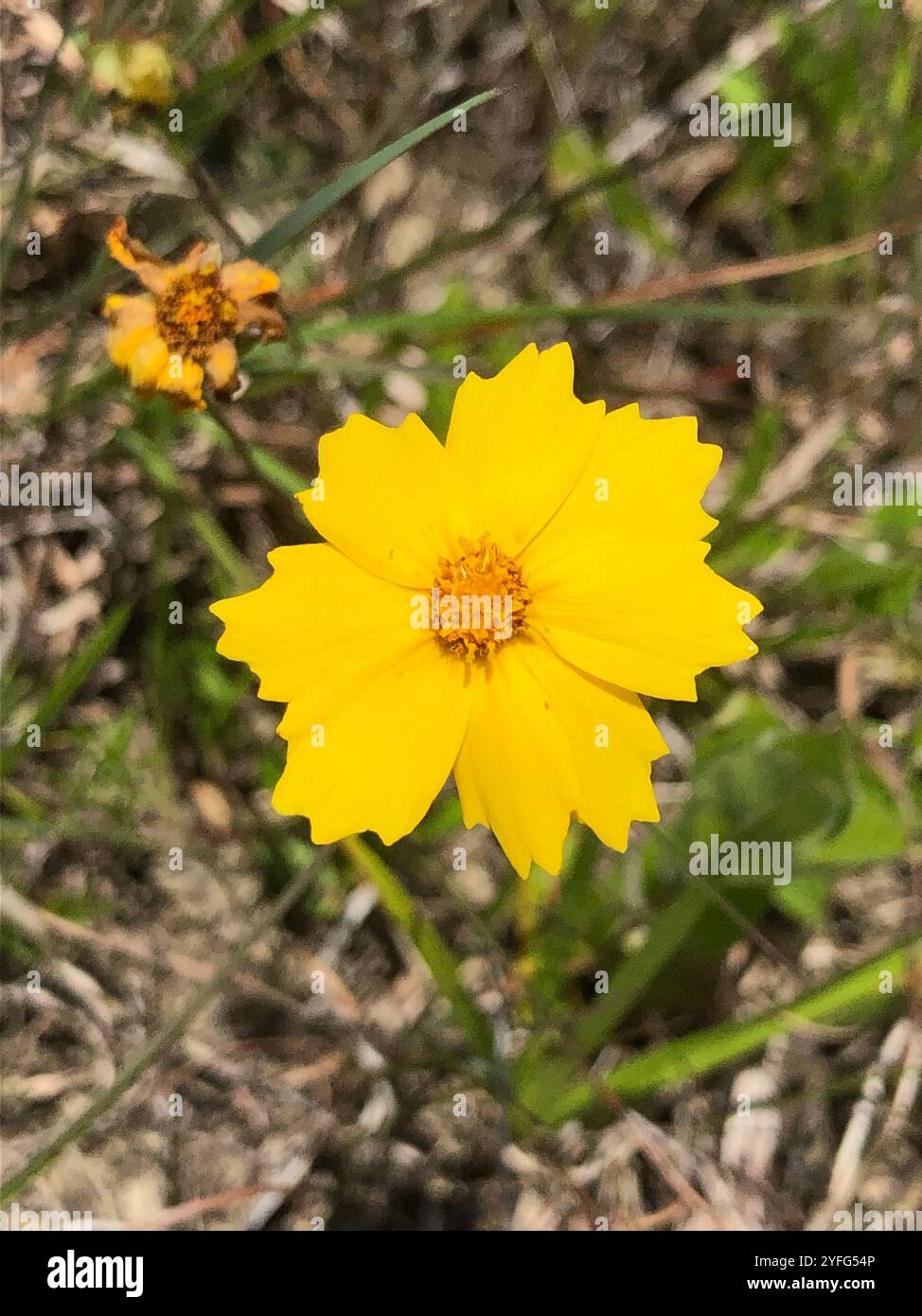 Lance-leaved Coreopsis (Coreopsis lanceolata Stock Photo - Alamy