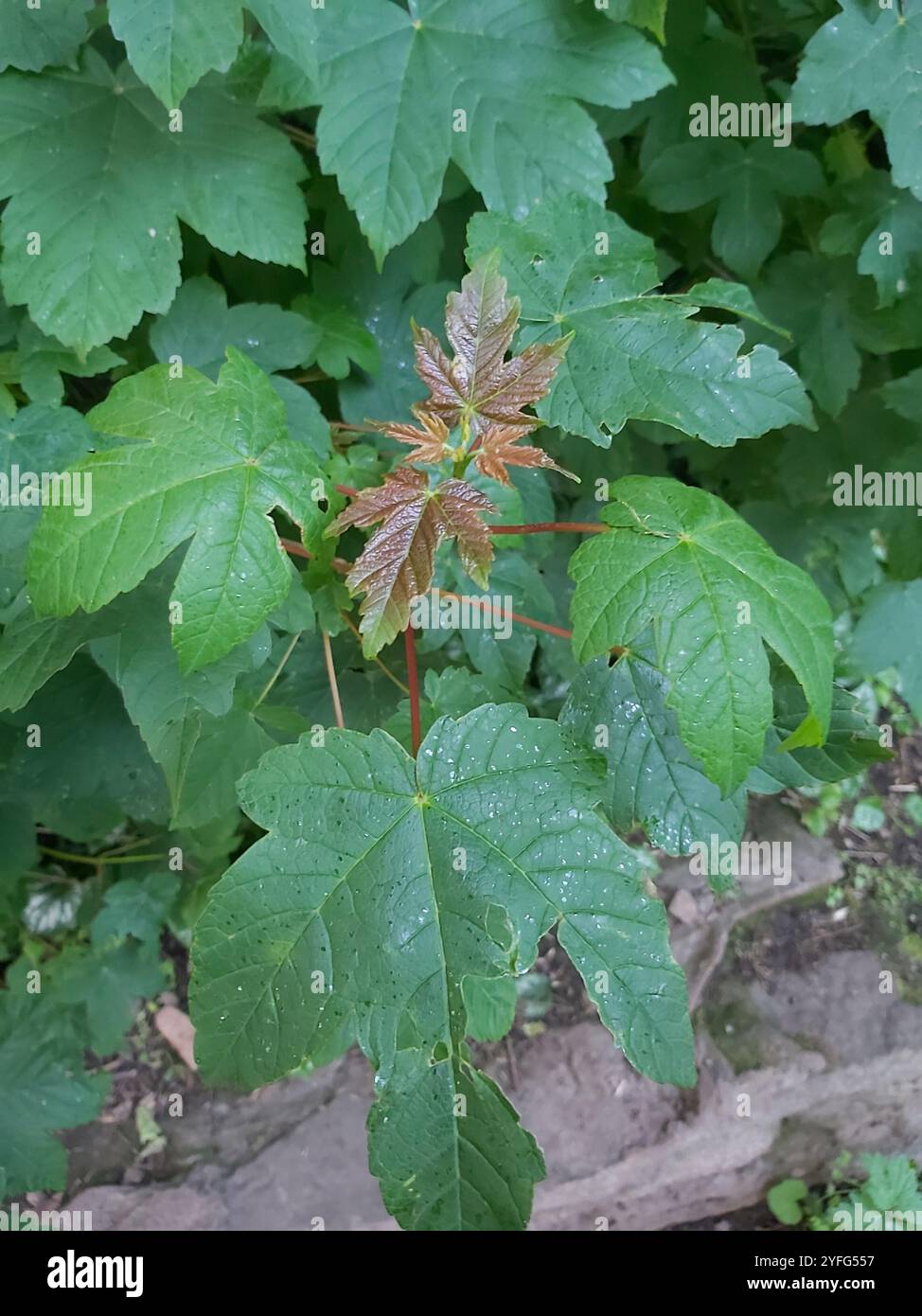 sycamore maple (Acer pseudoplatanus Stock Photo - Alamy