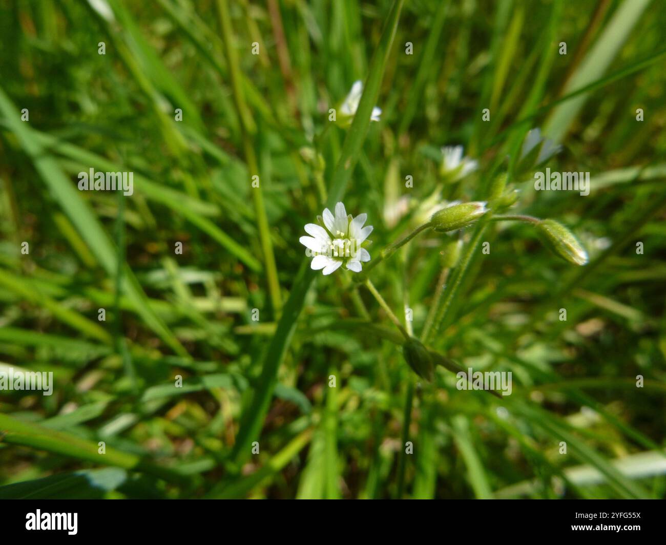 Common mouse-ear chickweed (Cerastium fontanum Stock Photo - Alamy