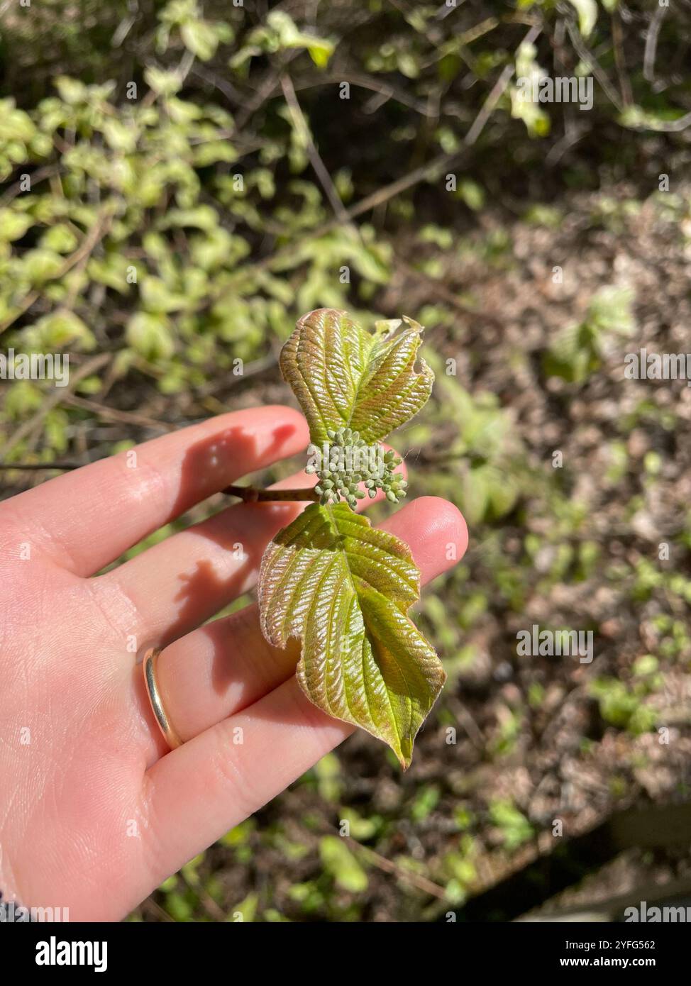 Round-leaved Dogwood (Cornus rugosa Stock Photo - Alamy