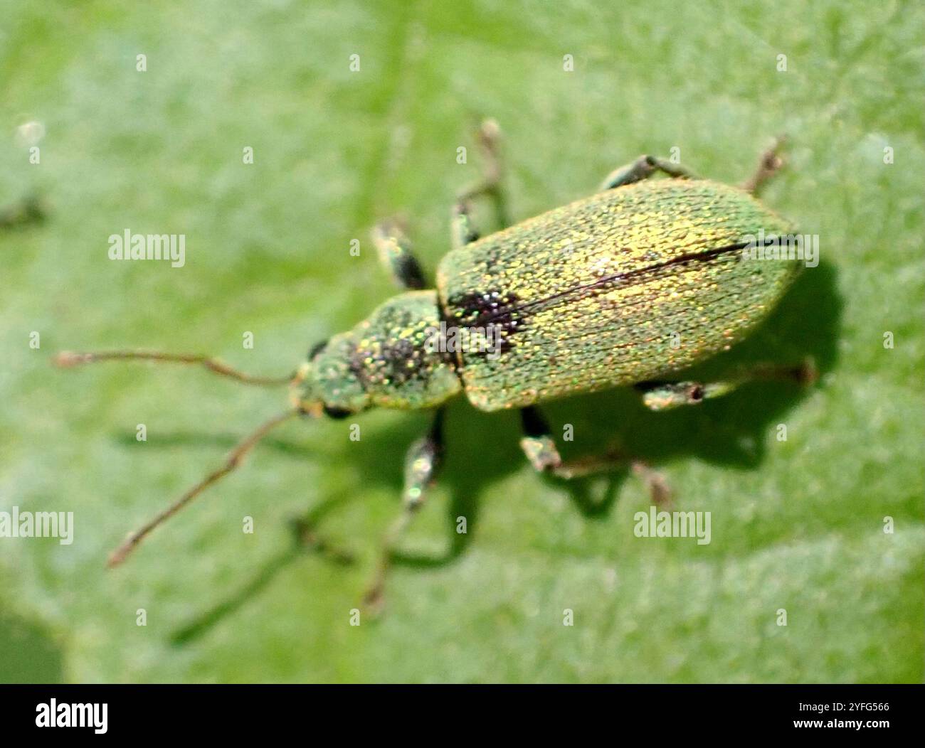 Silver-green leaf weevil (Phyllobius argentatus Stock Photo - Alamy