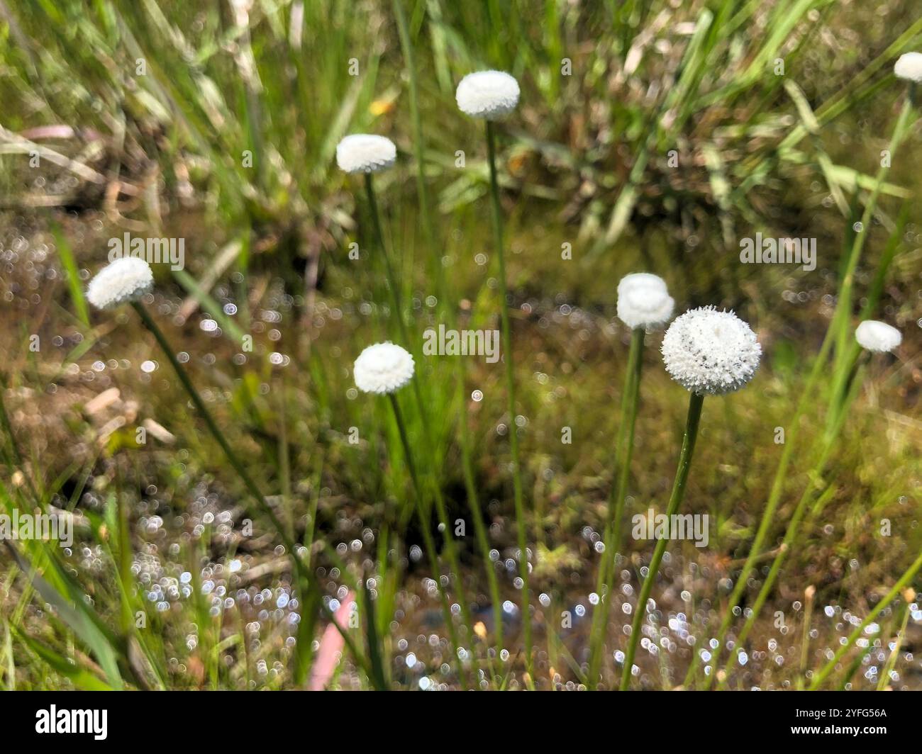 Flattened Pipewort (Eriocaulon compressum Stock Photo - Alamy
