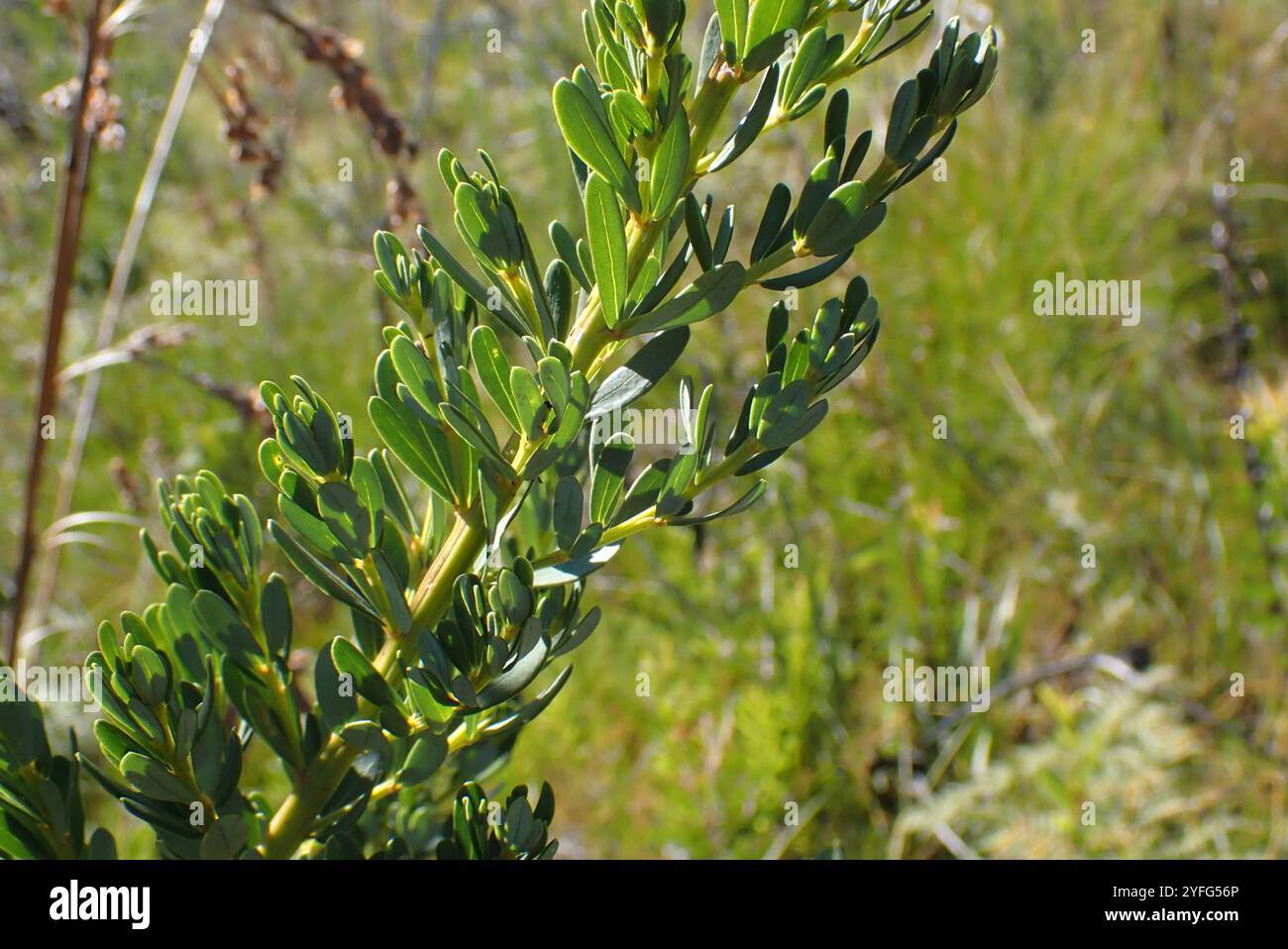 Cyclopia hi-res stock photography and images - Alamy