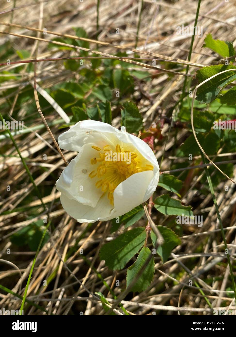 Burnet Rose (Rosa spinosissima Stock Photo - Alamy