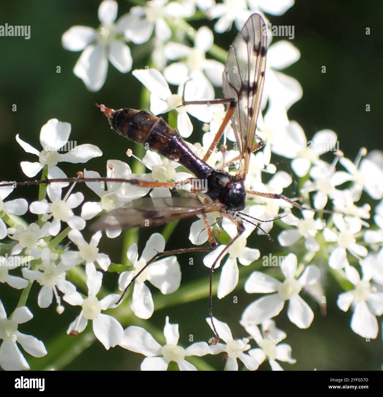 orange-marked cranefly (Ptychoptera contaminata Stock Photo - Alamy