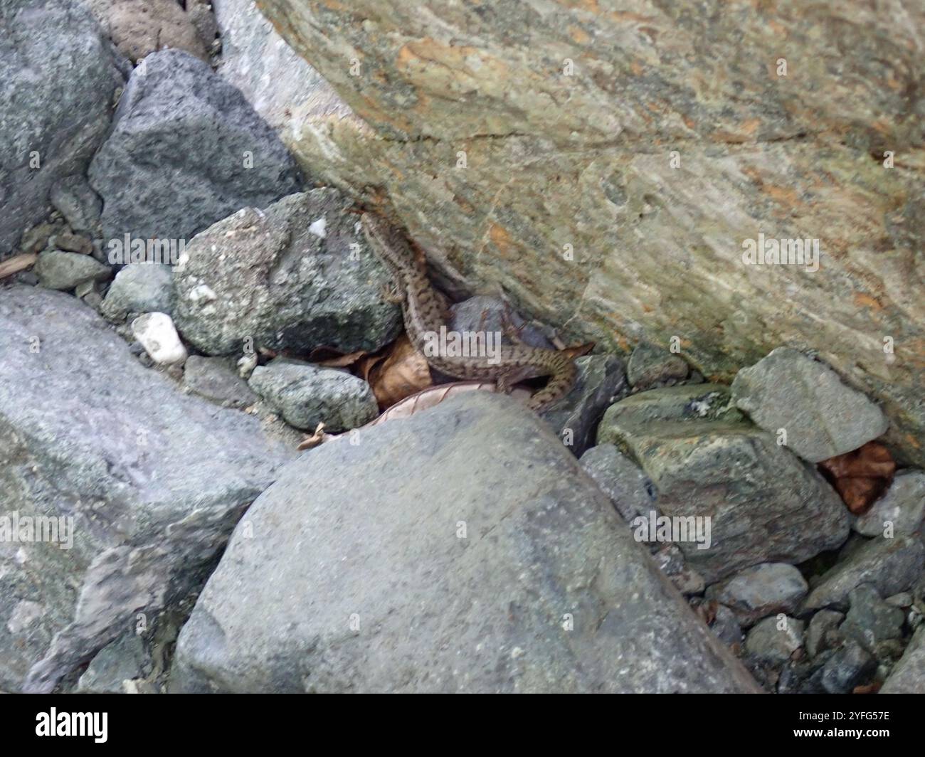 Northern Alligator Lizard (Elgaria coerulea Stock Photo - Alamy