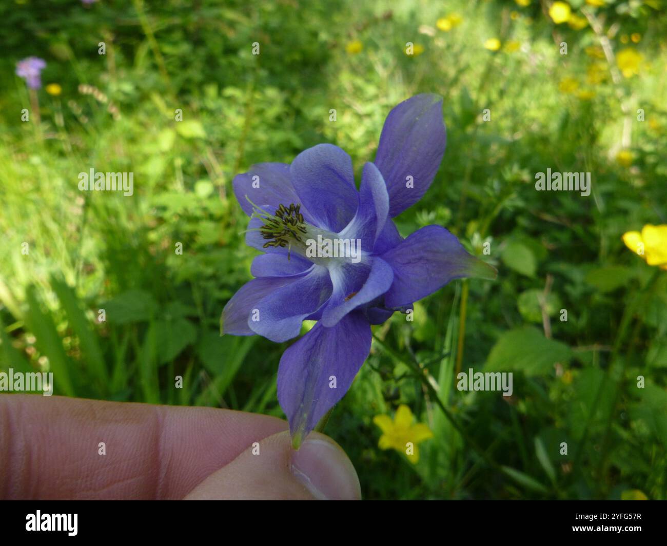 common columbine (Aquilegia vulgaris Stock Photo - Alamy