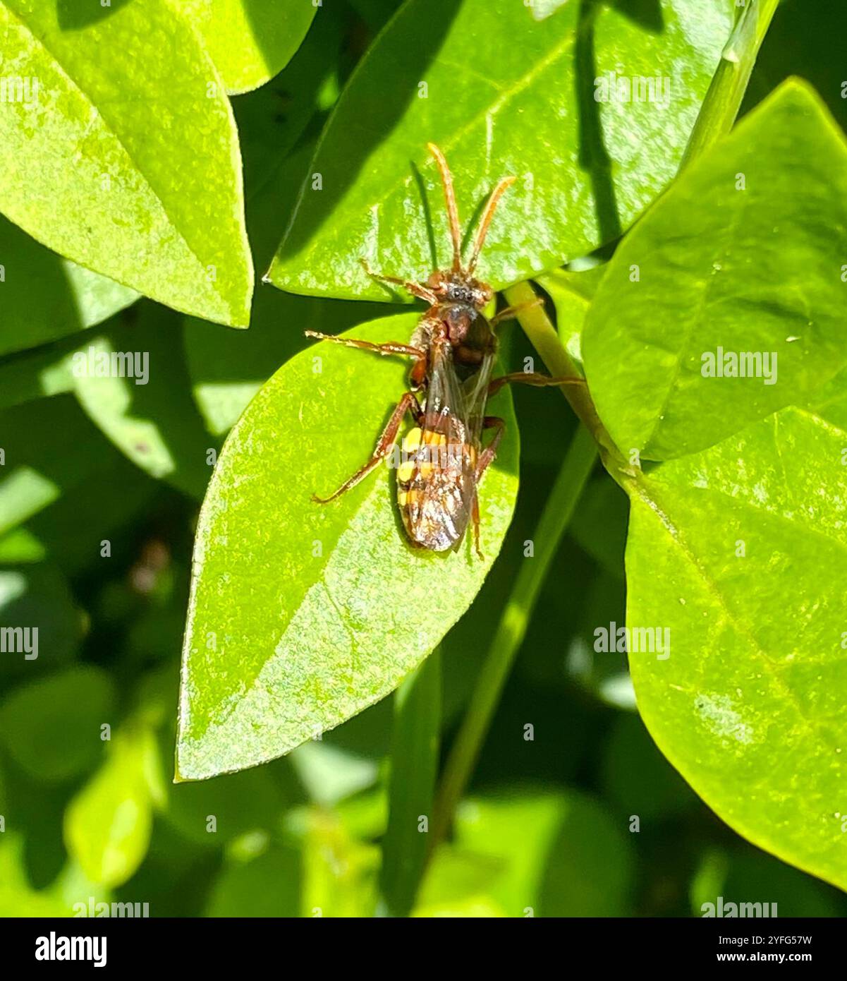Nomad Bees (Nomada Stock Photo - Alamy