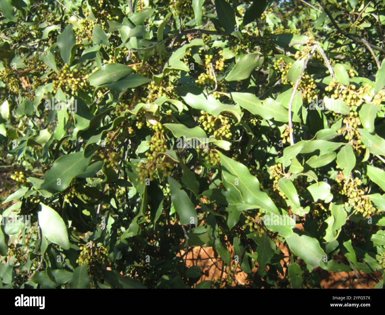 Magic Gwarrie (Euclea divinorum Stock Photo - Alamy