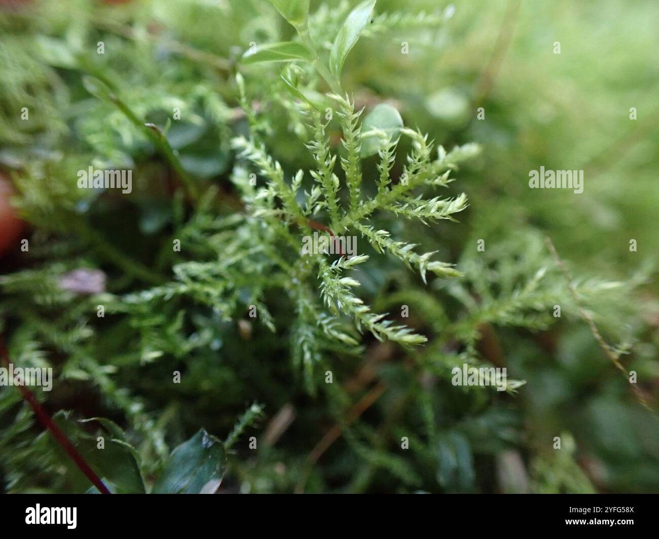 Common Feather-moss (Kindbergia praelonga Stock Photo - Alamy