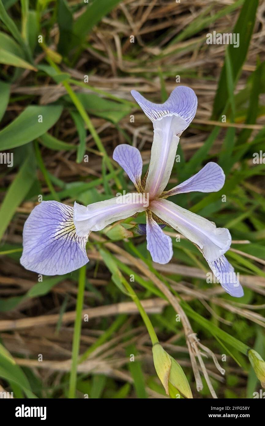 northern blue flag (Iris versicolor Stock Photo - Alamy