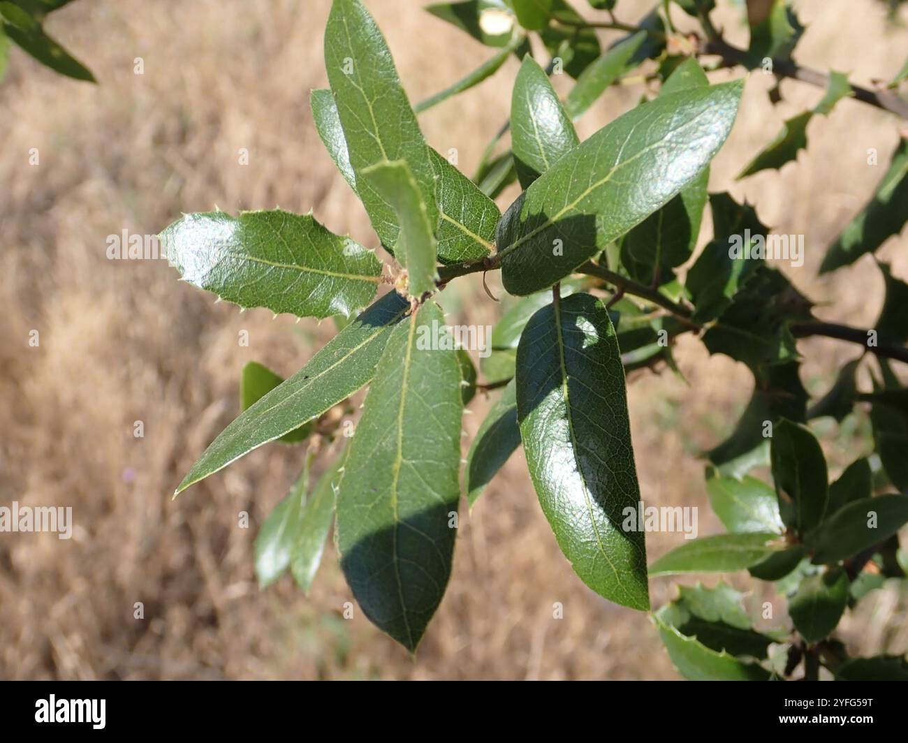interior live oak (Quercus wislizeni Stock Photo - Alamy