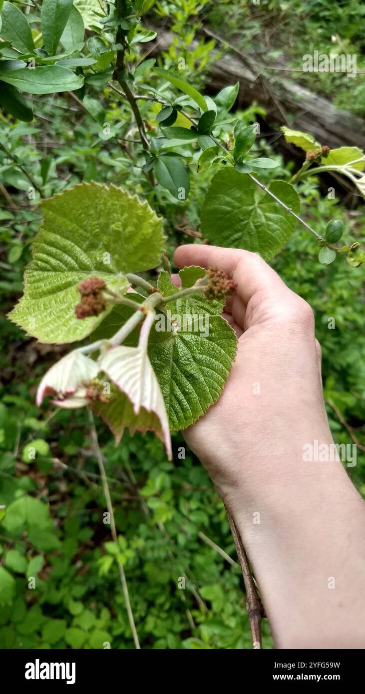 fox grape (Vitis labrusca Stock Photo - Alamy fox grape (Vitis labrusca Stock Photo - Alamy