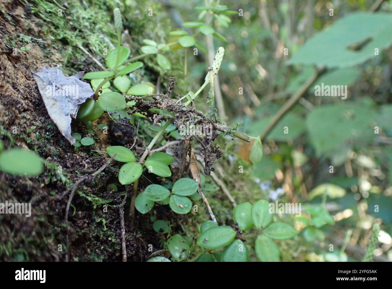 acorn peperomia (Peperomia tetraphylla Stock Photo - Alamy