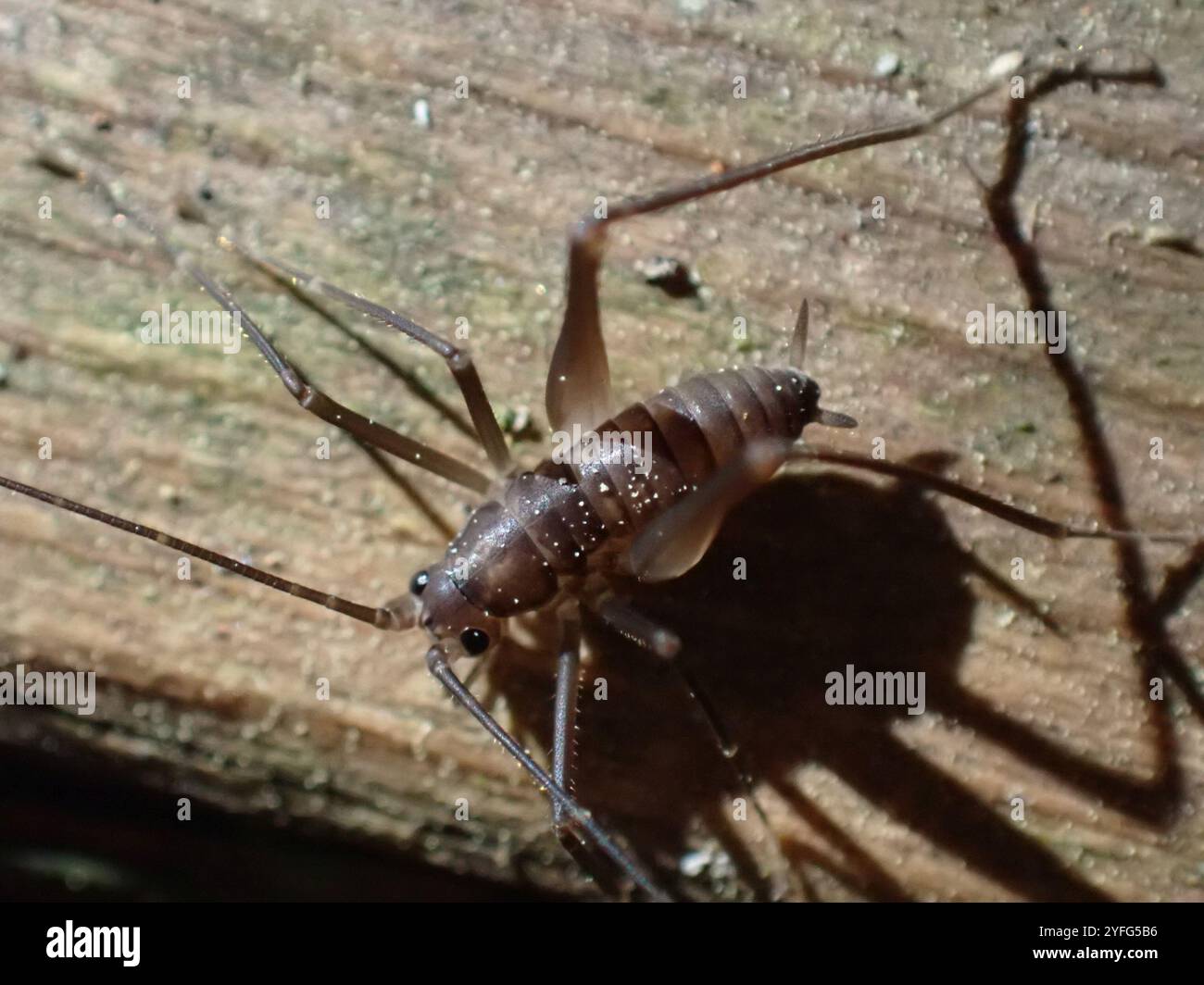 Square-legged Camel Cricket (Tropidischia xanthostoma Stock Photo - Alamy