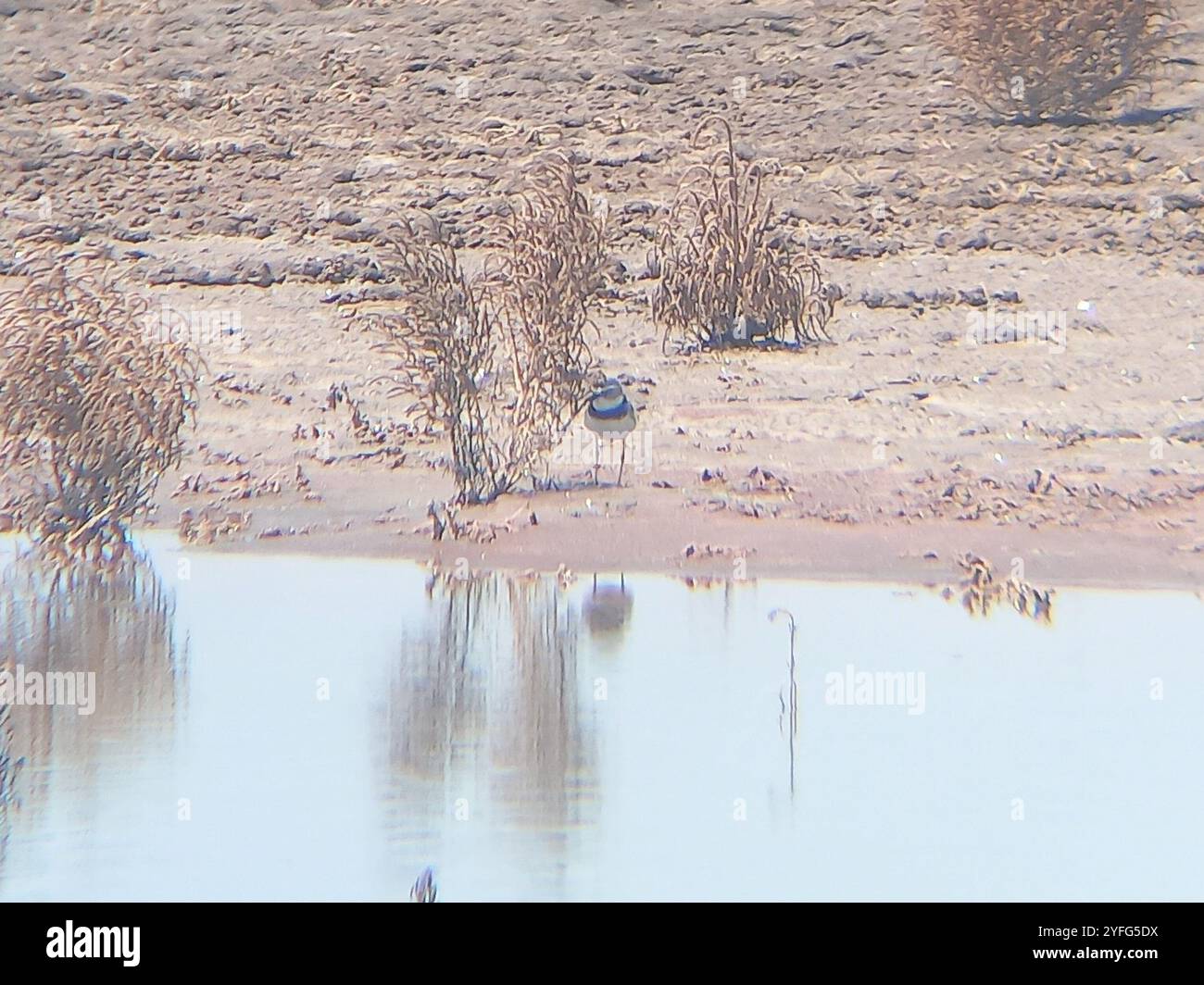 Wilson's Plover (Anarhynchus wilsonia Stock Photo - Alamy