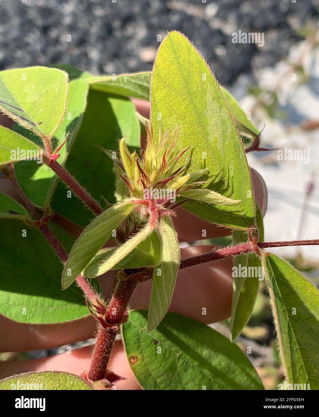 Florida beggarweed (Desmodium tortuosum Stock Photo - Alamy
