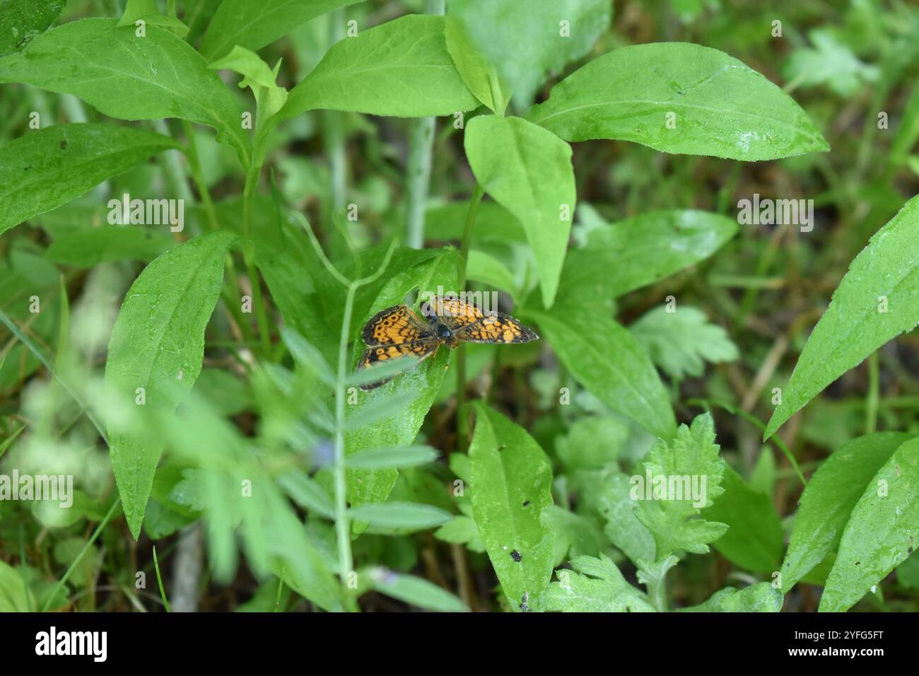 Pearl Crescent (Phyciodes tharos Stock Photo - Alamy