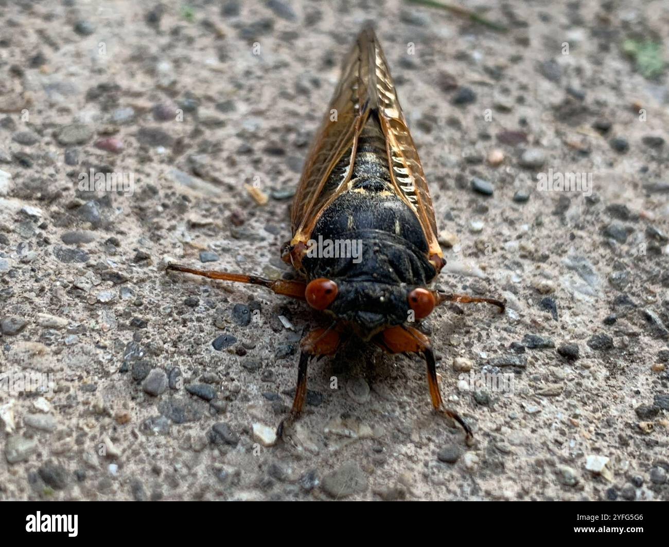 Periodical Cicadas (Magicicada Stock Photo - Alamy