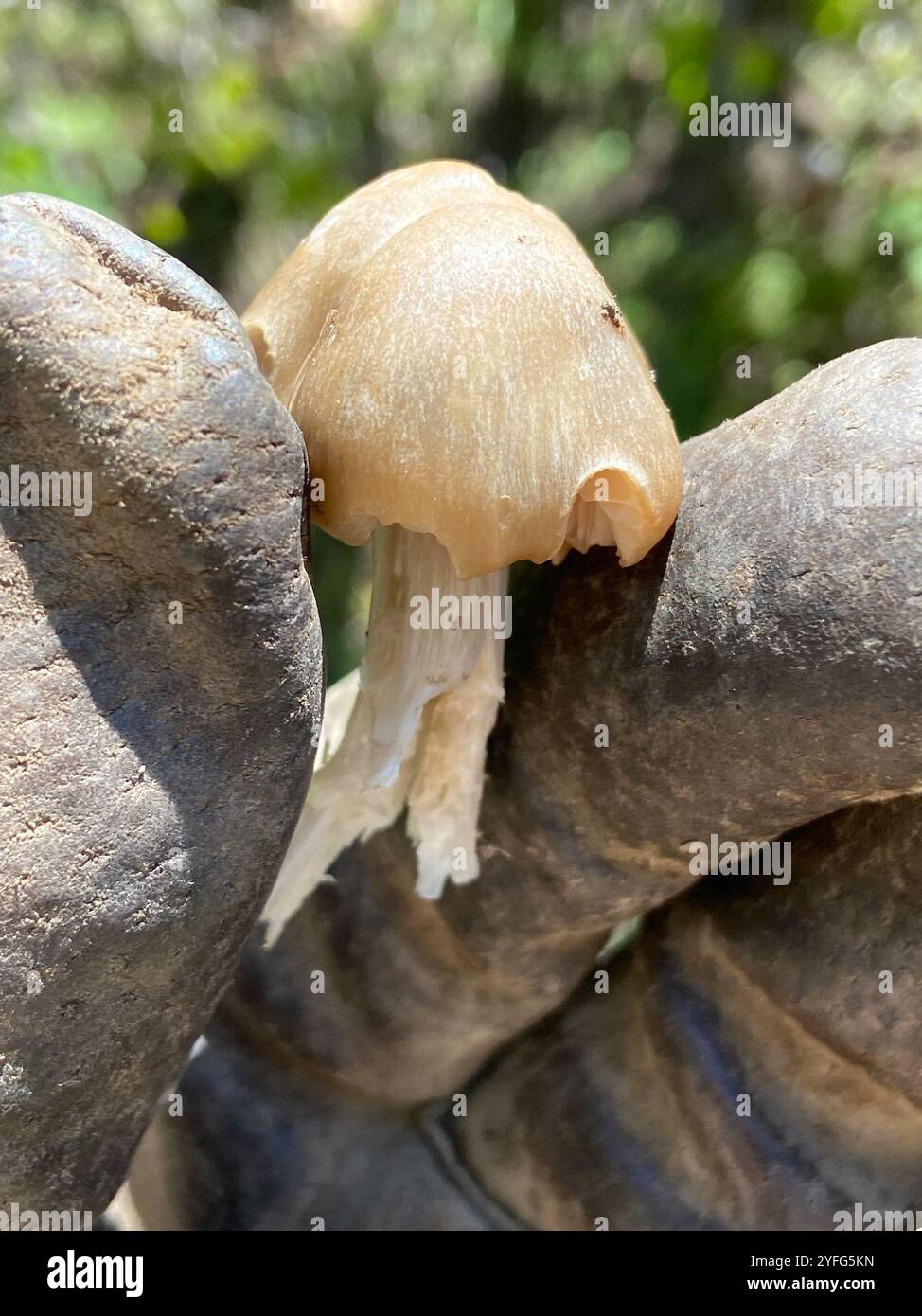 Spring Fieldcap (Agrocybe praecox Stock Photo - Alamy