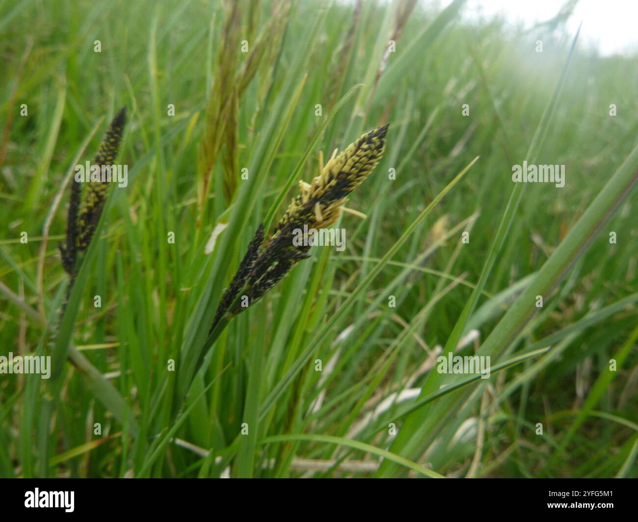 Smooth black sedge carex nigra hi-res stock photography and images - Alamy