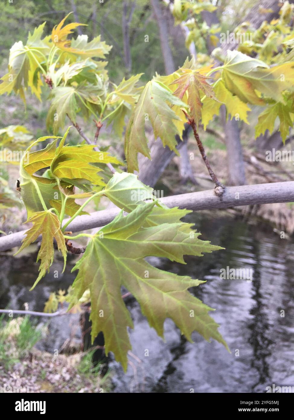 silver maple (Acer saccharinum Stock Photo - Alamy