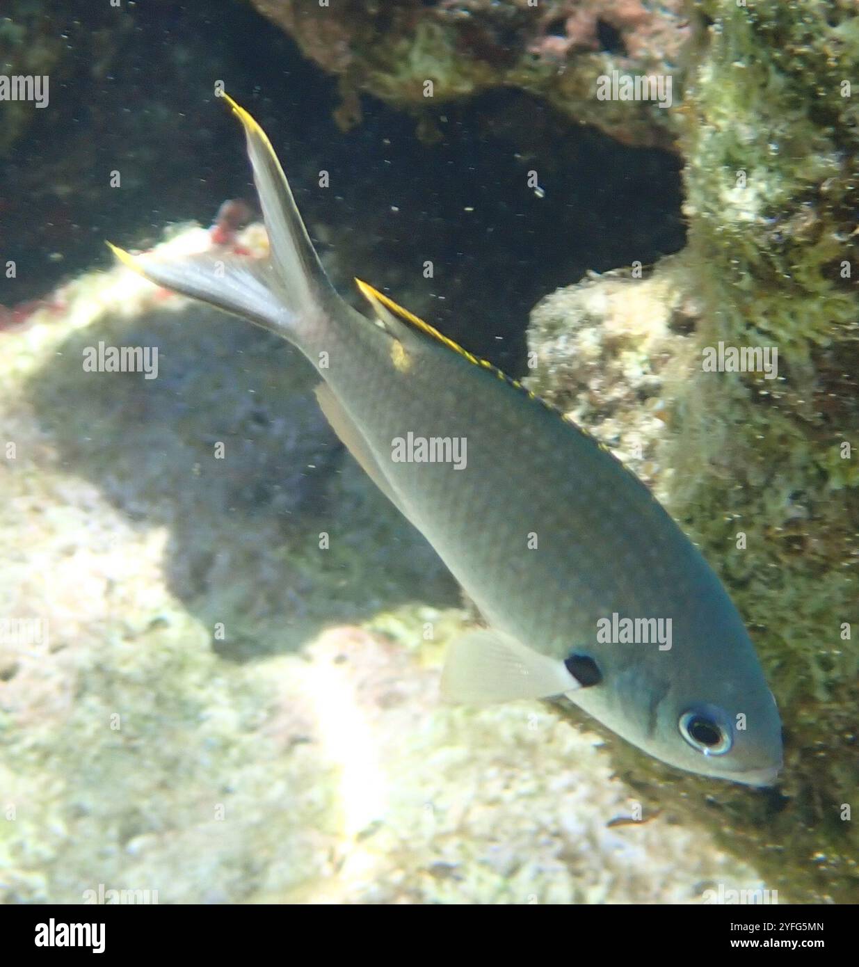 Brown Chromis (Azurina multilineata Stock Photo - Alamy