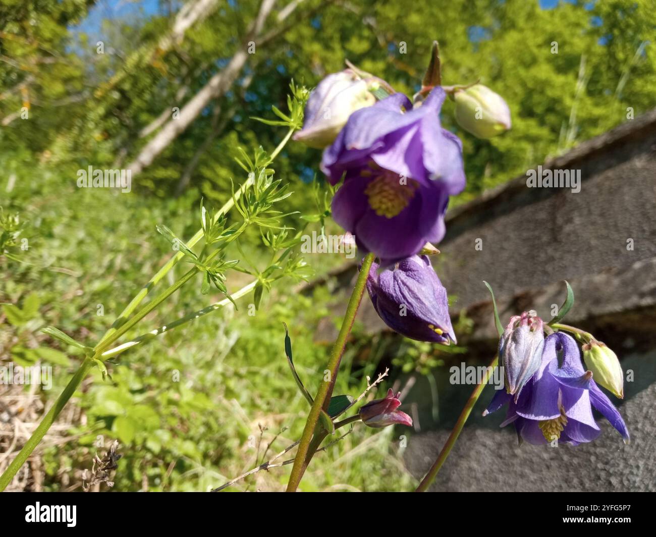 common columbine (Aquilegia vulgaris Stock Photo - Alamy