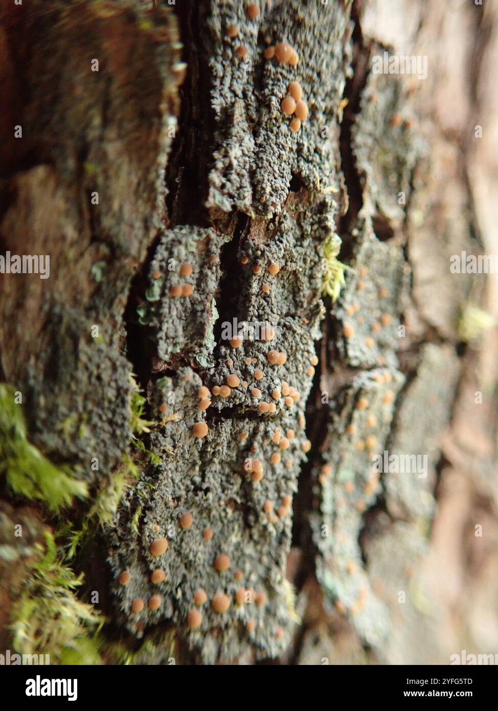 Pink-eyed Shingle Lichen (Vahliella saubinetii Stock Photo - Alamy