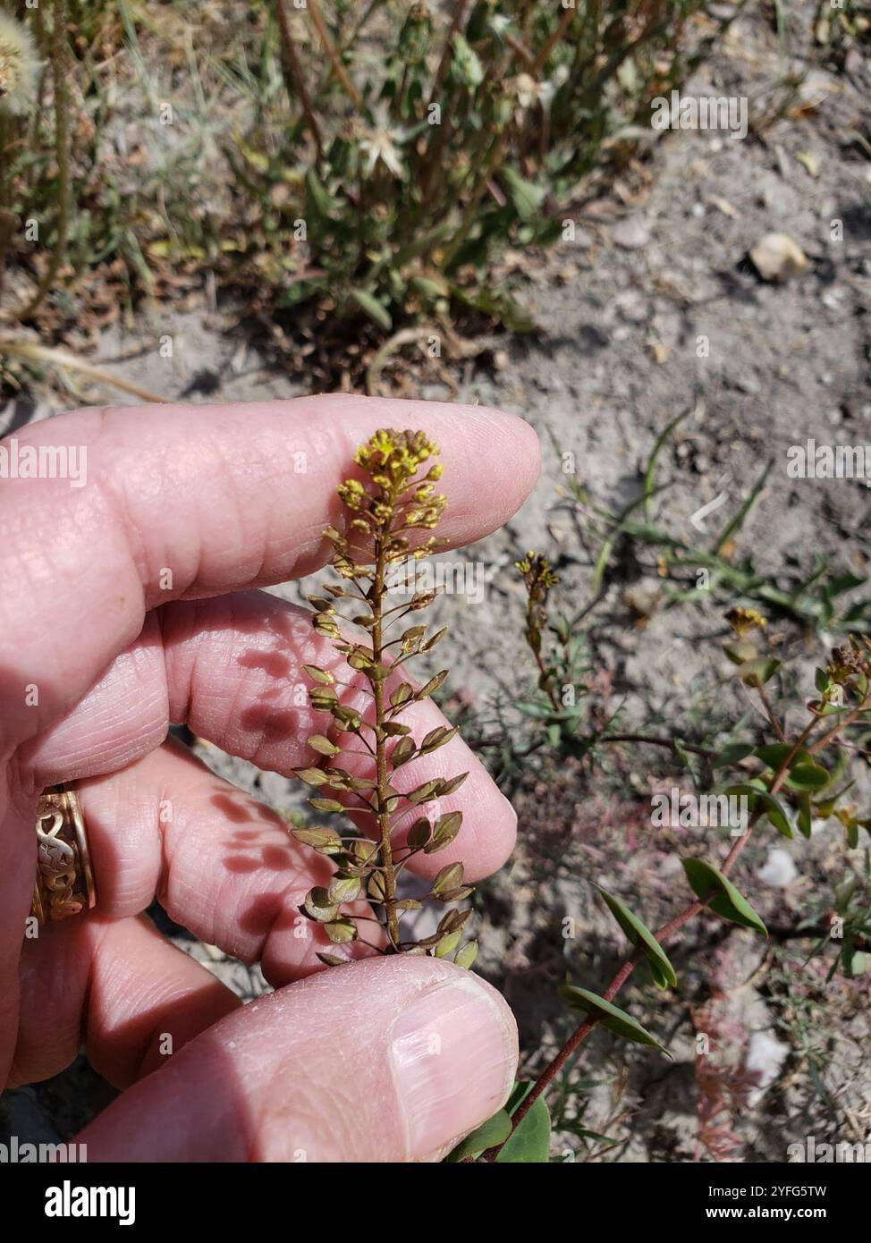 clasping pepperweed (Lepidium perfoliatum Stock Photo - Alamy