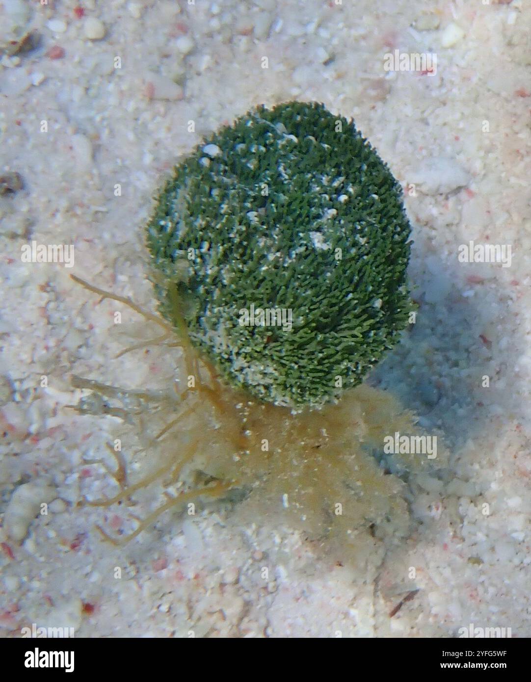 Penicillus hi-res stock photography and images - Alamy