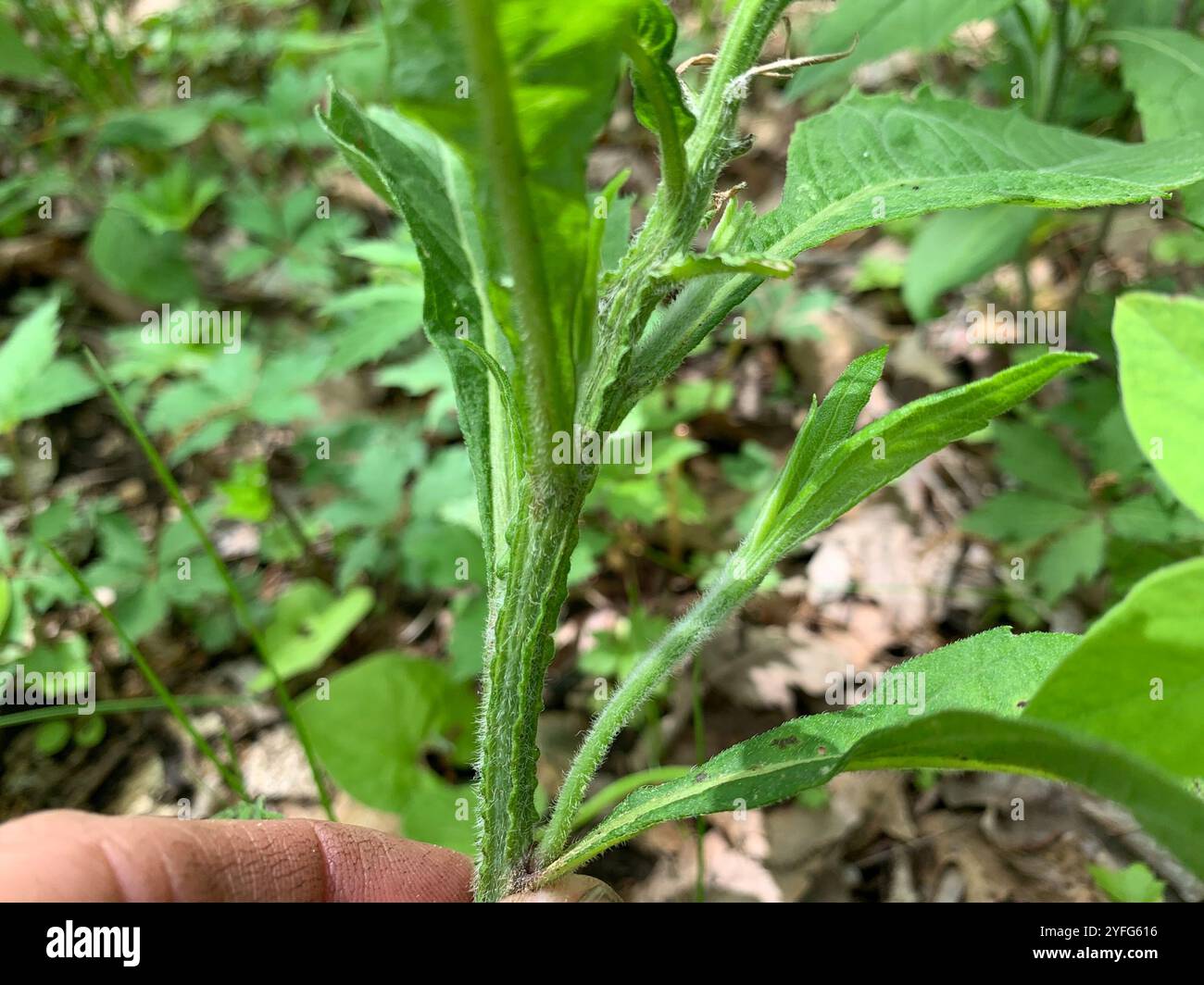 Wingstem (Verbesina alternifolia Stock Photo - Alamy