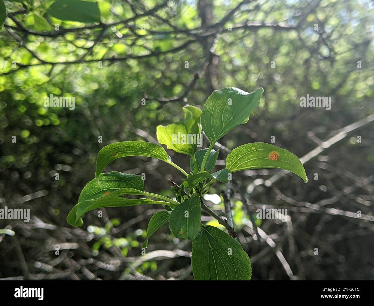 Crown Rust (Puccinia coronata Stock Photo - Alamy