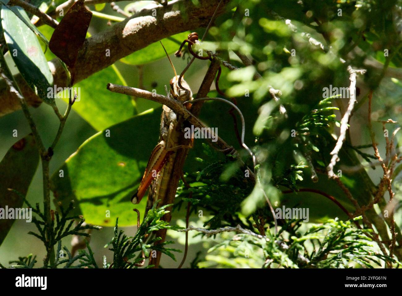 American Bird Grasshopper (Schistocerca americana Stock Photo - Alamy
