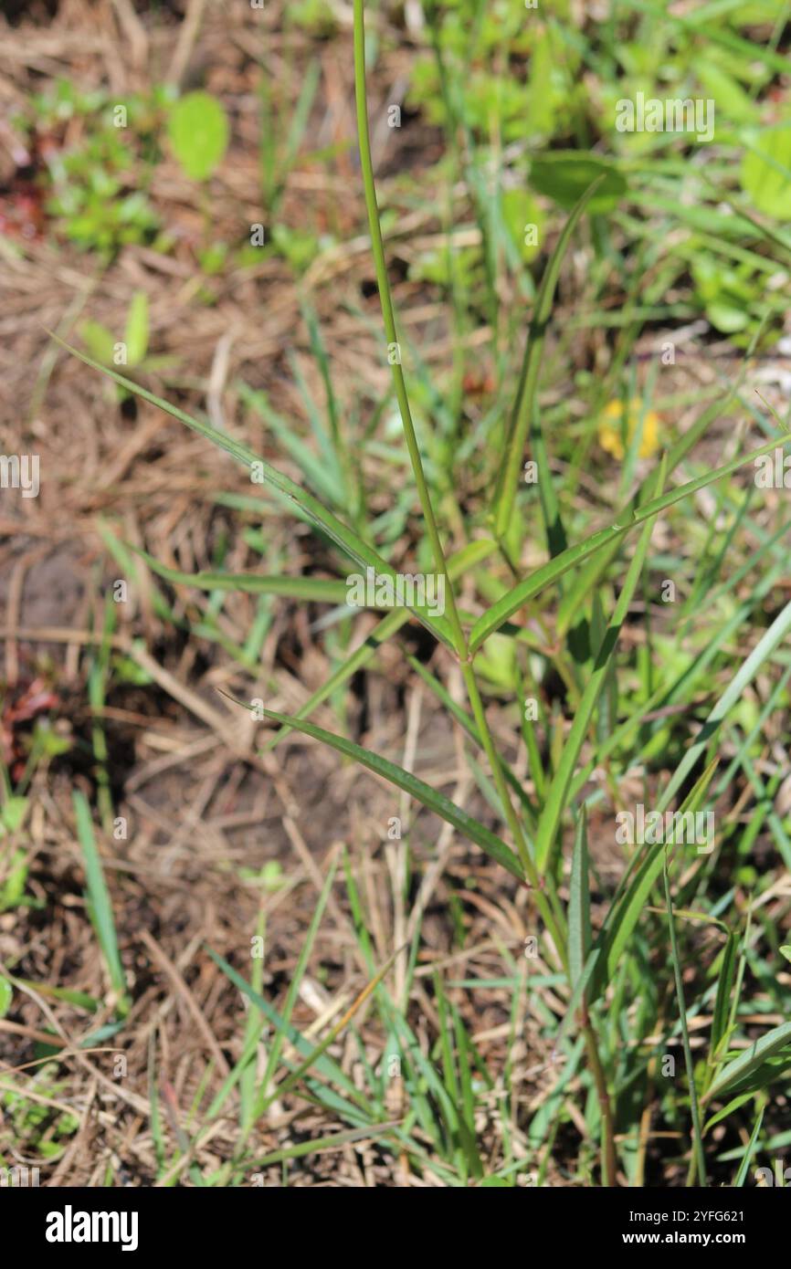 Asclepias lanceolata hi-res stock photography and images - Alamy