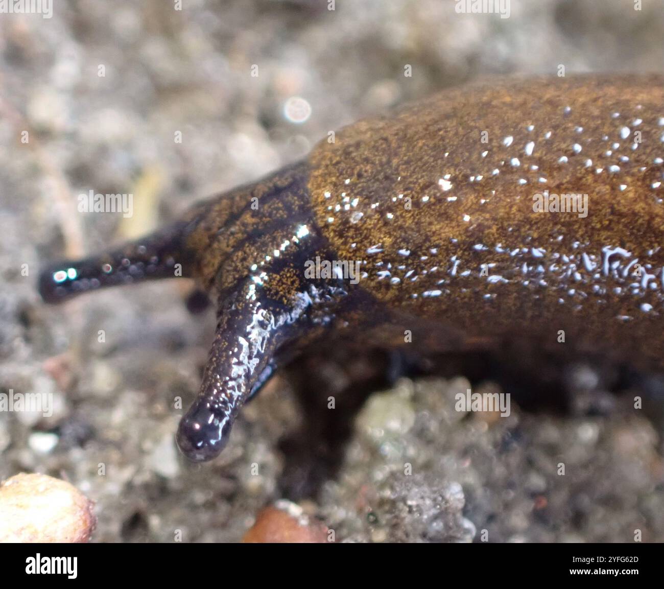 Spanish Slug (Arion vulgaris Stock Photo - Alamy