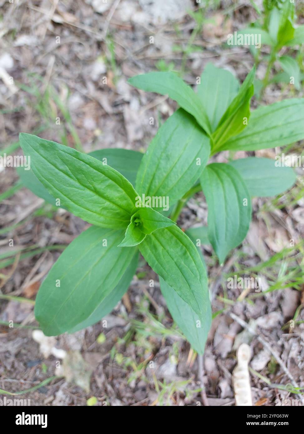common soapwort (Saponaria officinalis Stock Photo - Alamy