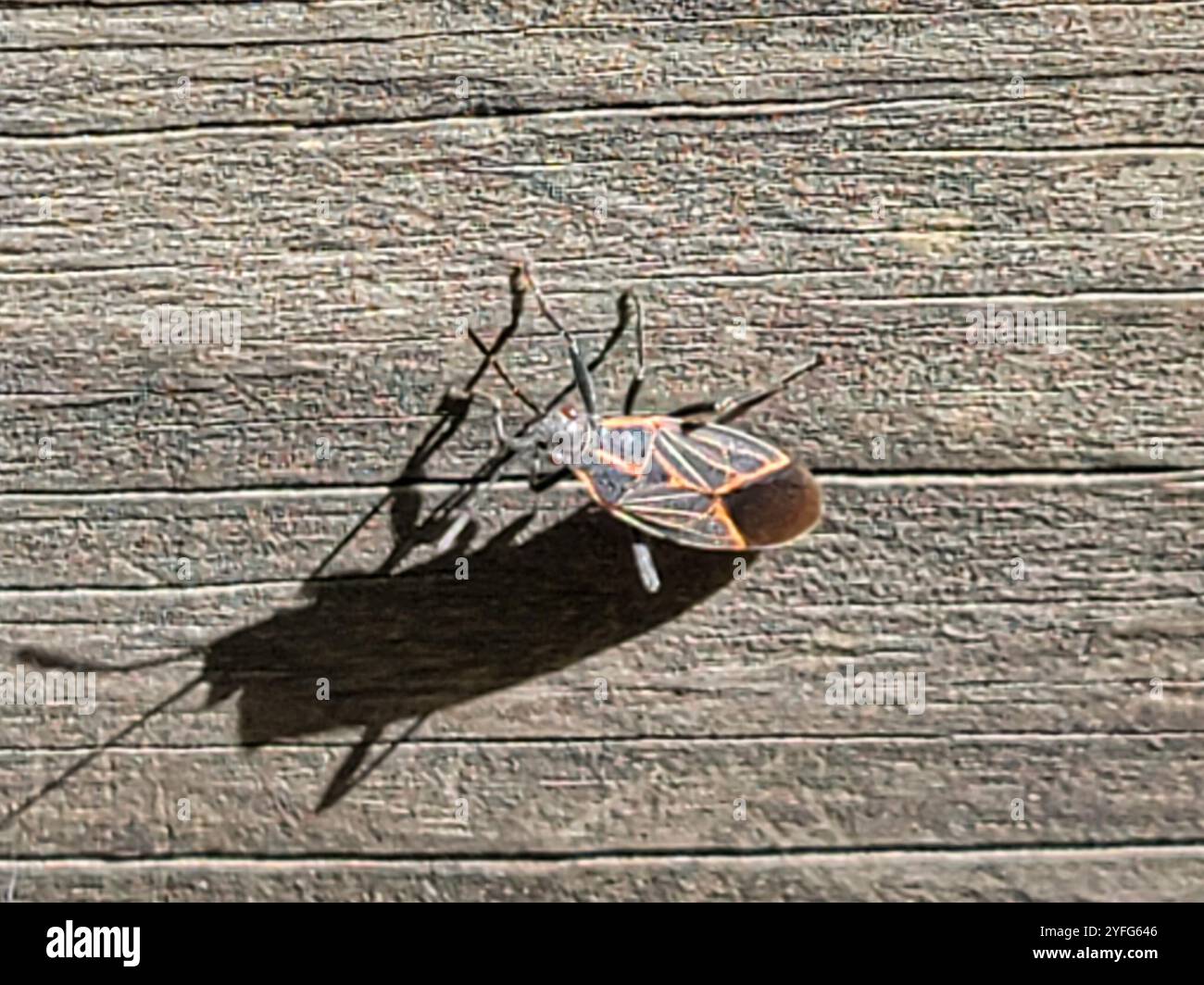 Western Boxelder Bug (Boisea rubrolineata Stock Photo - Alamy