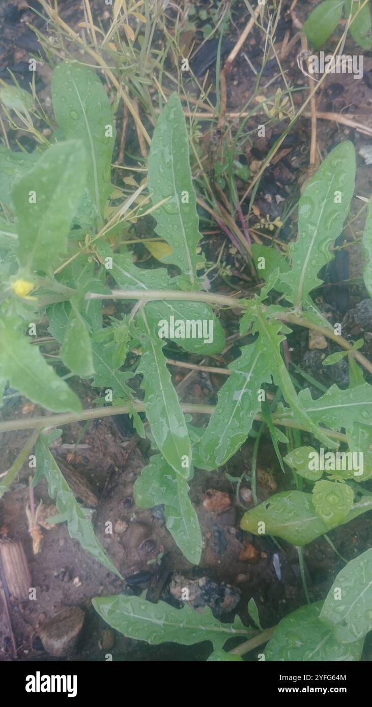 cutleaf evening primrose (Oenothera laciniata Stock Photo - Alamy