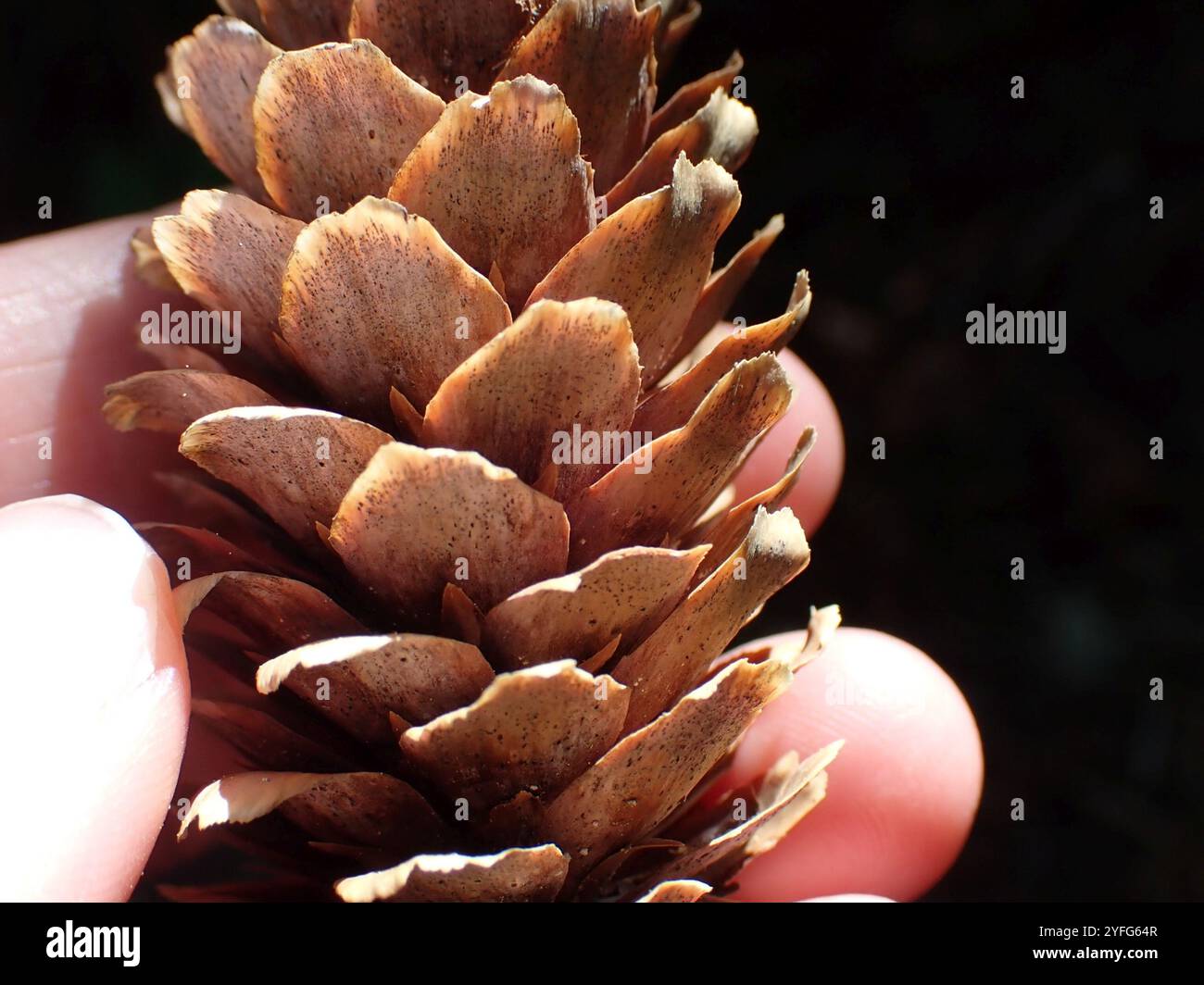 Sitka spruce (Picea sitchensis Stock Photo - Alamy