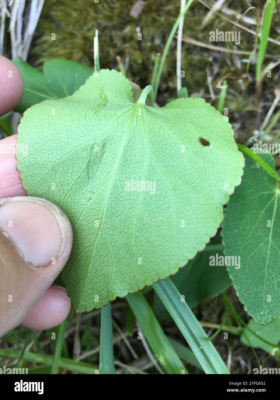 purple meadow-parsnip (Thaspium trifoliatum trifoliatum Stock Photo - Alamy