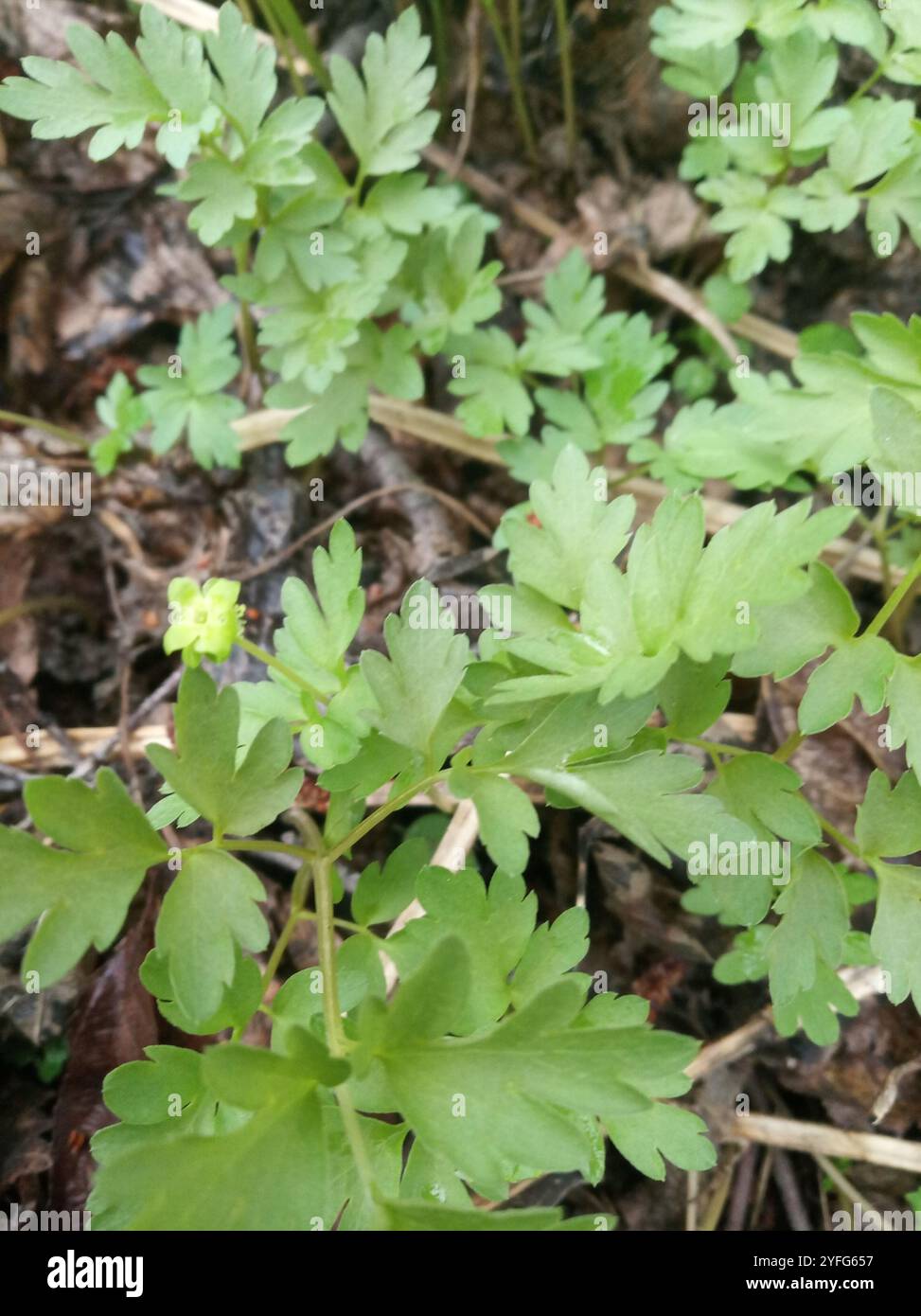 Moschatel (Adoxa moschatellina Stock Photo - Alamy