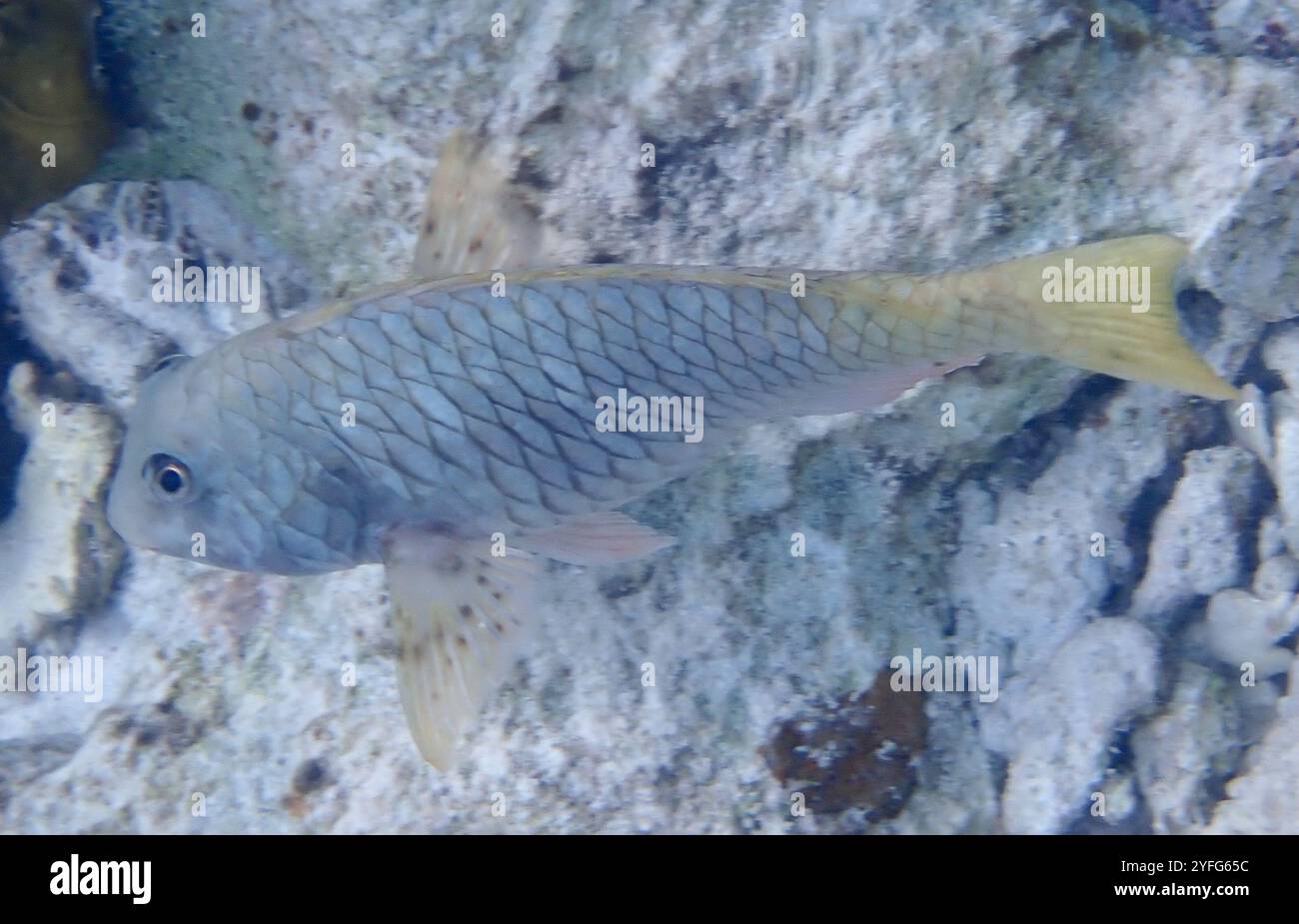 Yellowtail parrotfish hi-res stock photography and images - Alamy