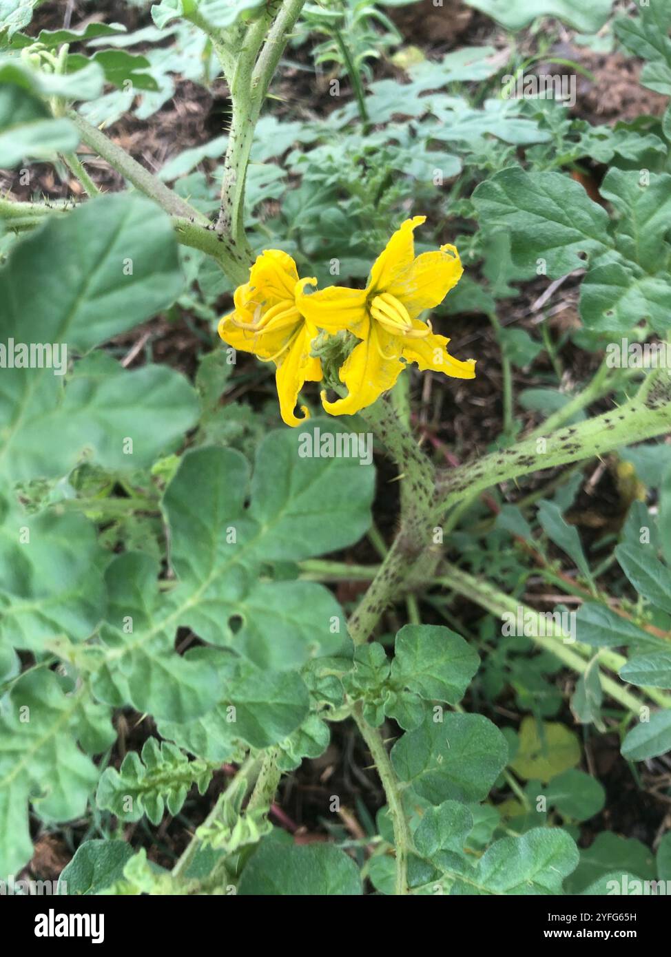 buffalo-bur (Solanum rostratum Stock Photo - Alamy