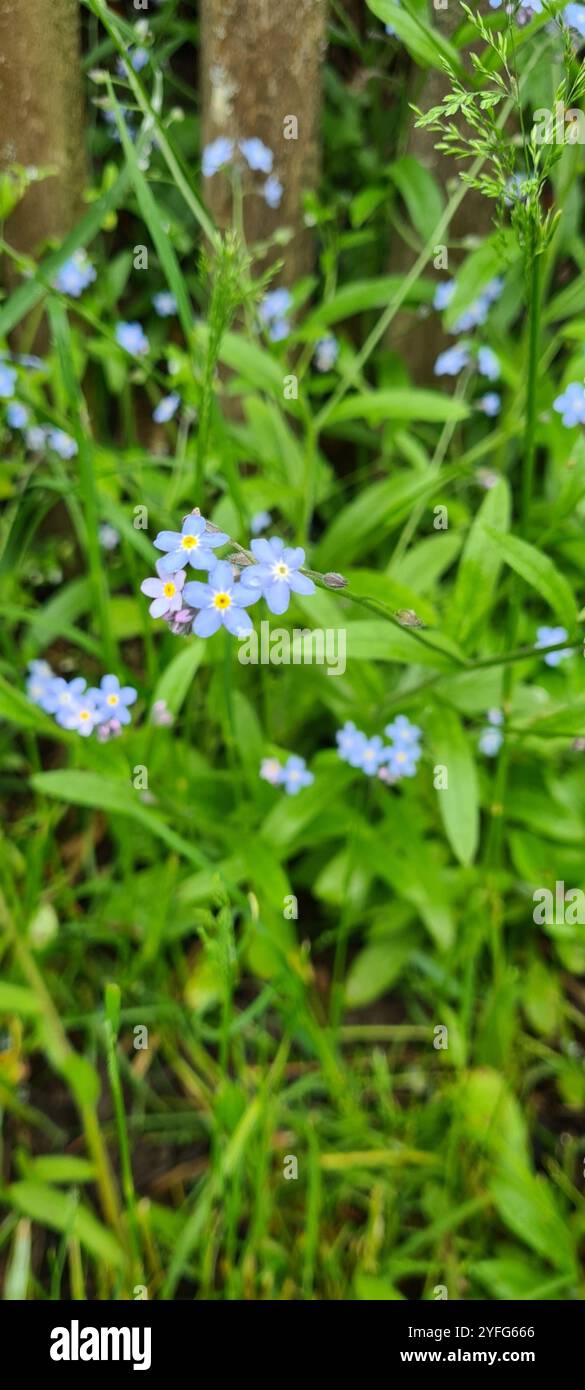 Wood Forget-me-not (Myosotis sylvatica Stock Photo - Alamy